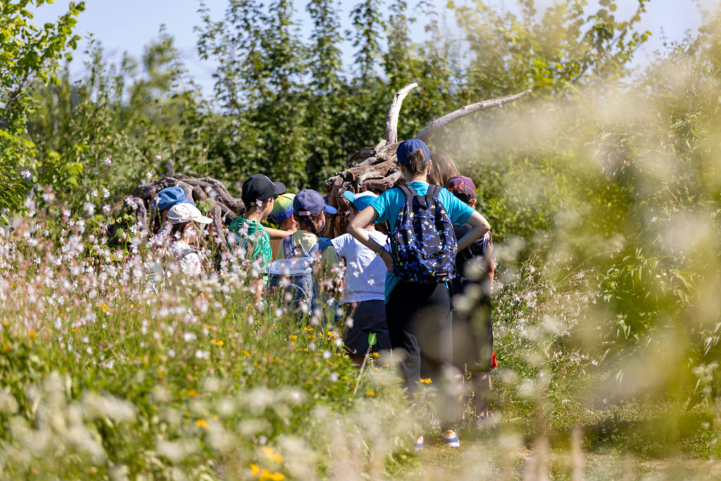 Festival des jardins - Les insectes : le monde de la métamorphose ...